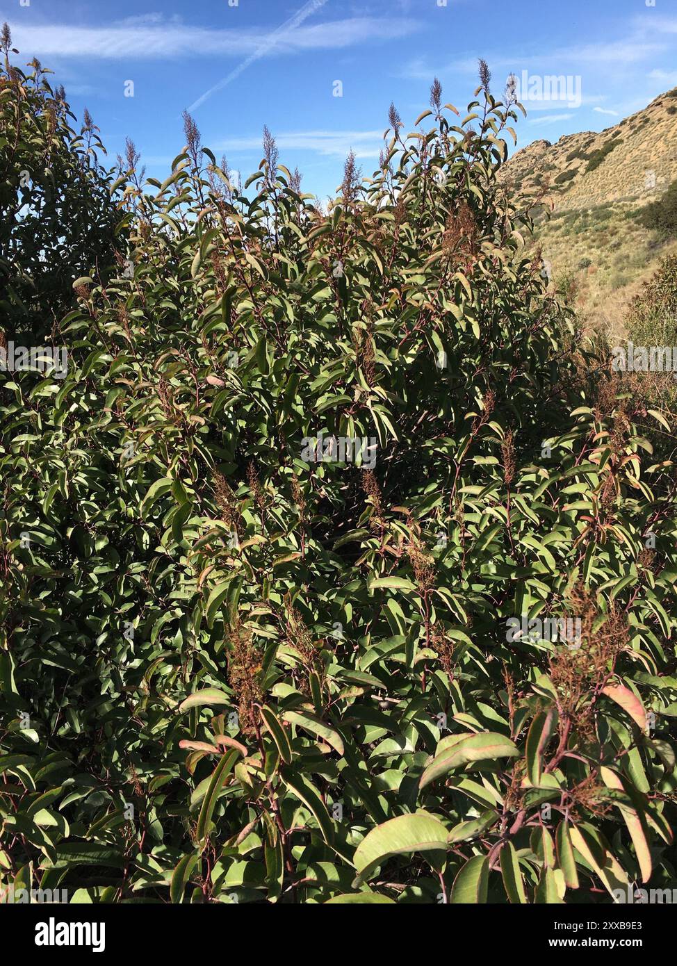 laurel sumac (Malosma laurina) Plantae Stock Photo - Alamy