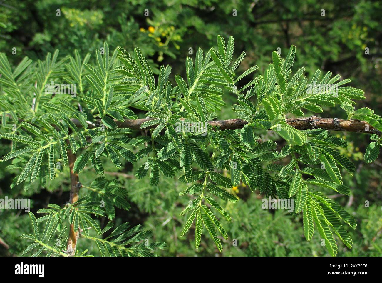 Sweet-scented Pod (Vachellia nilotica kraussiana) Plantae Stock Photo ...