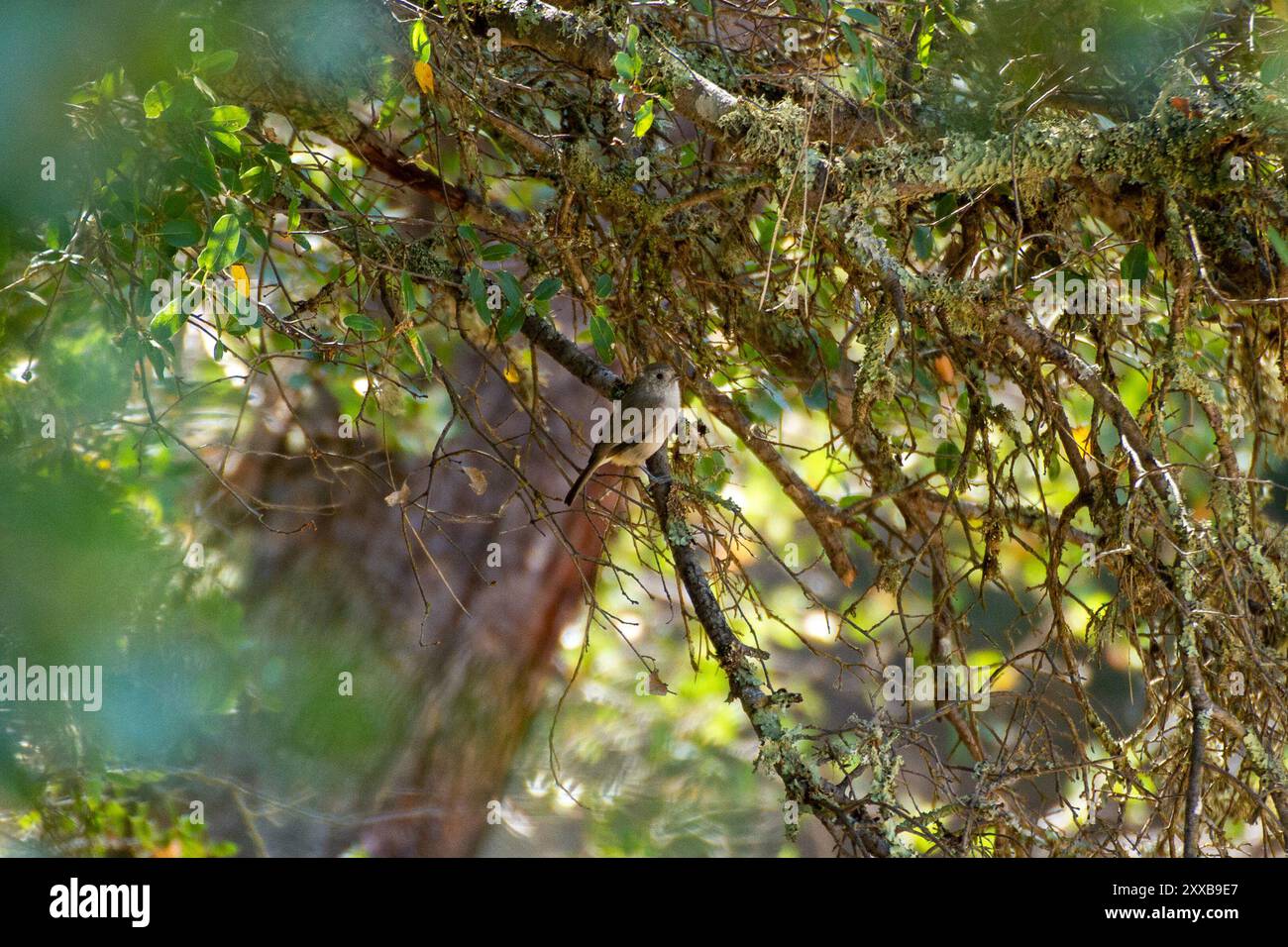 Oak Titmouse (Baeolophus inornatus) Aves Stock Photo - Alamy