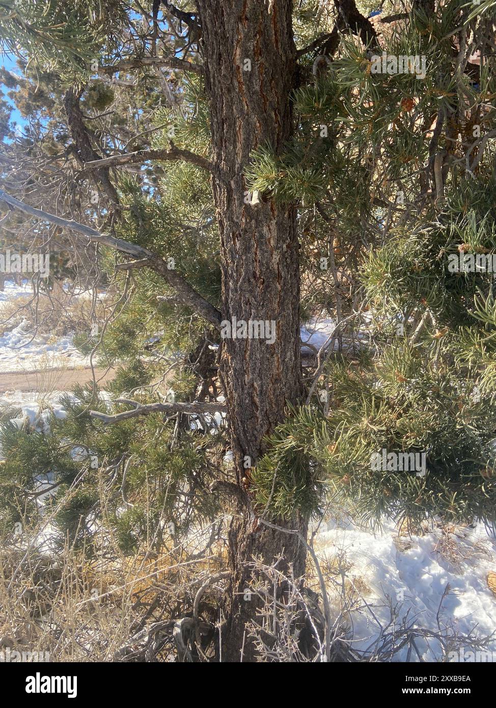 Colorado Pinyon (Pinus edulis) Plantae Stock Photo - Alamy
