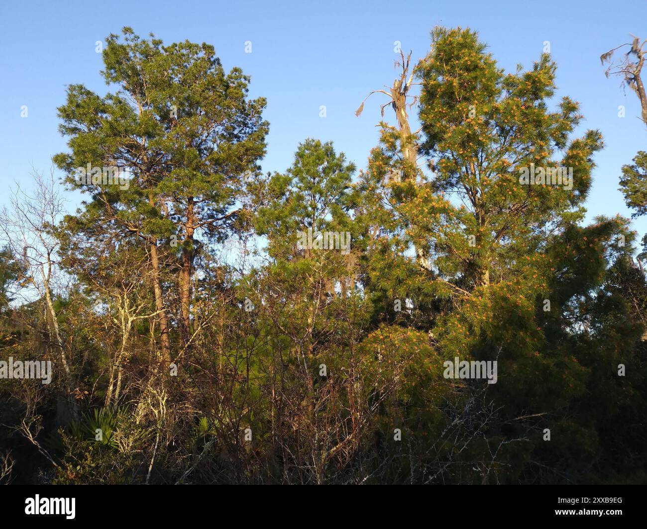 sand pine (Pinus clausa) Plantae Stock Photo - Alamy