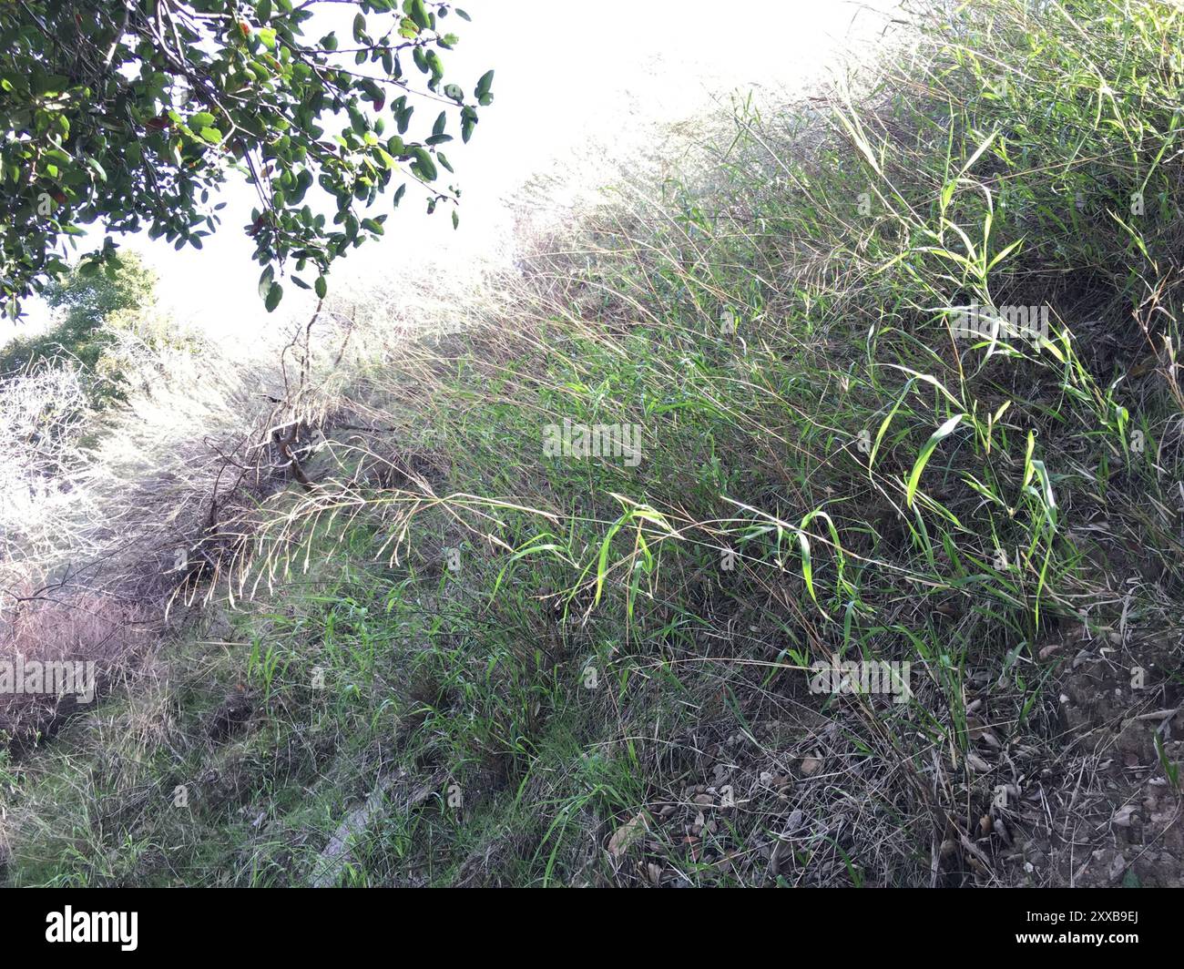 Smilo Grass (Oloptum miliaceum) Plantae Stock Photo - Alamy