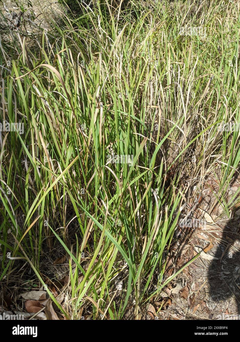 Cogon Grass (Imperata cylindrica) Plantae Stock Photo - Alamy