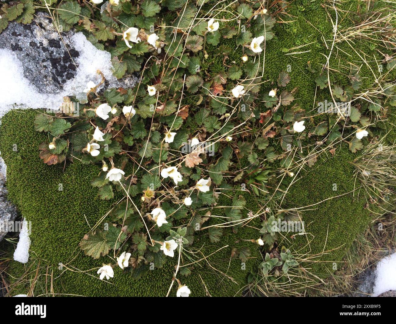 alpine avens (Geum uniflorum) Plantae Stock Photo - Alamy