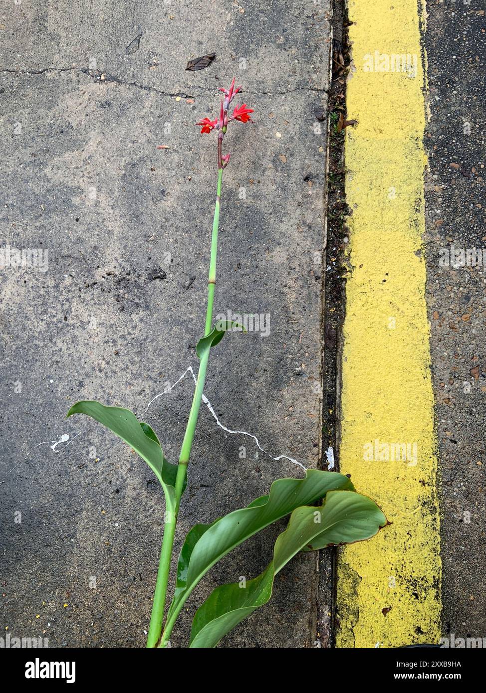 Indian shot (Canna indica) Plantae Stock Photo - Alamy