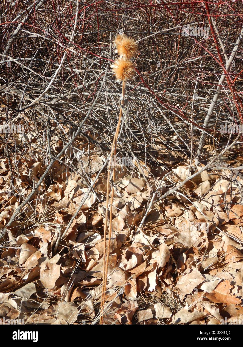 vascular plants (Tracheophyta) Plantae Stock Photo - Alamy