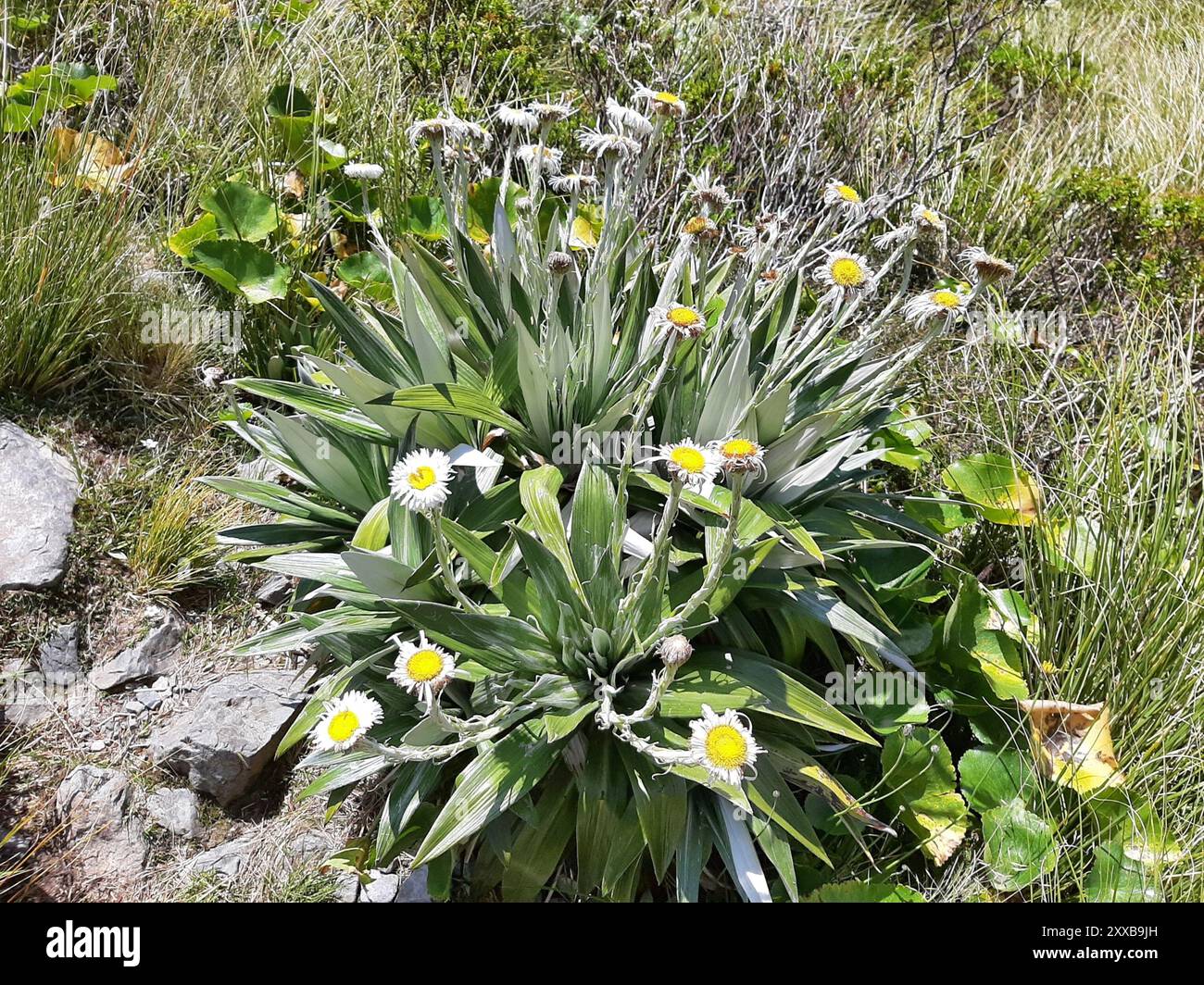 Large Mountain Daisy (Celmisia semicordata) Plantae Stock Photo - Alamy