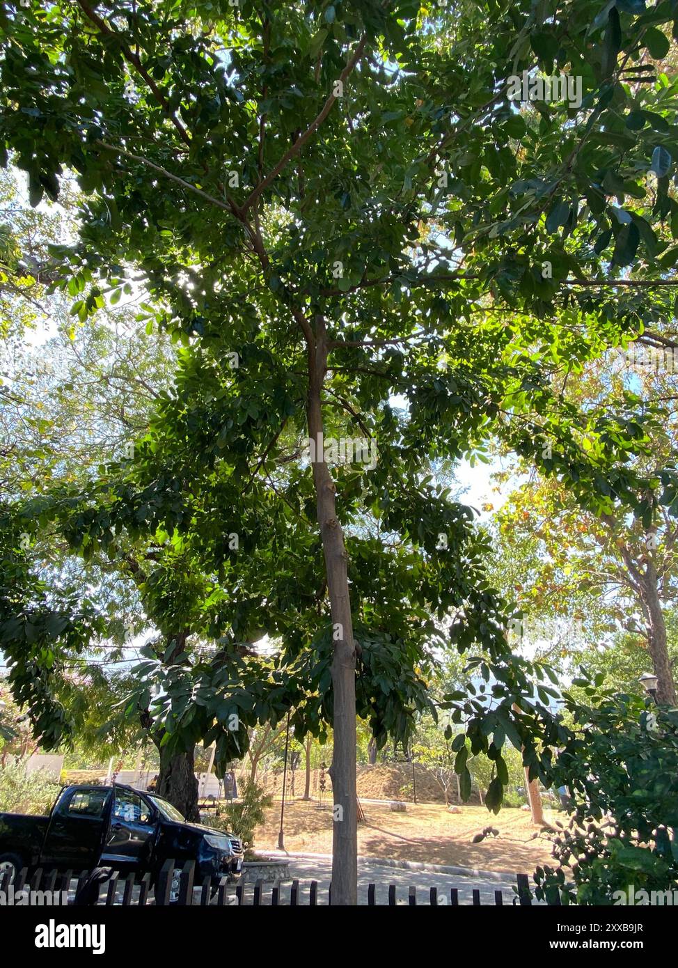 Ackee (Blighia sapida) Plantae Stock Photo - Alamy