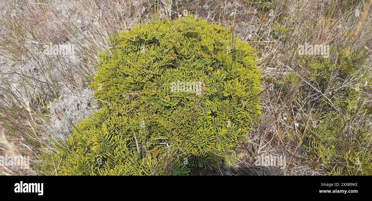 alpine coral-fern (Gleichenia alpina) Plantae Stock Photo - Alamy
