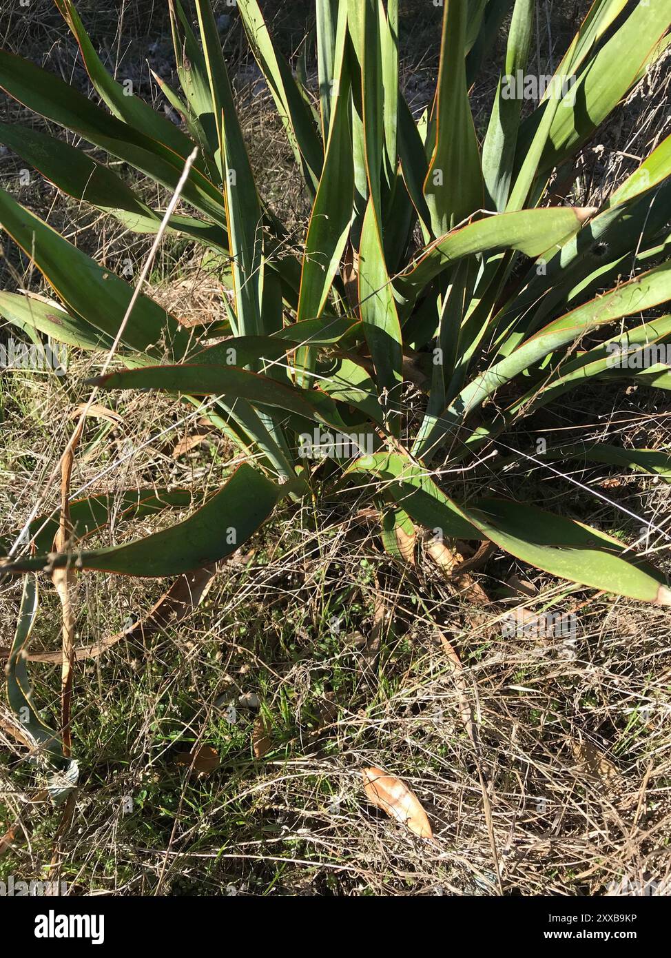 Twisted-leaf Yucca (Yucca rupicola) Plantae Stock Photo - Alamy