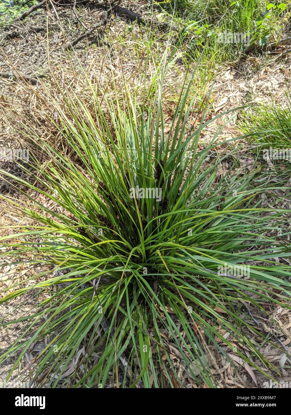 Red-berried Saw-sedge (Gahnia aspera) Plantae Stock Photo - Alamy