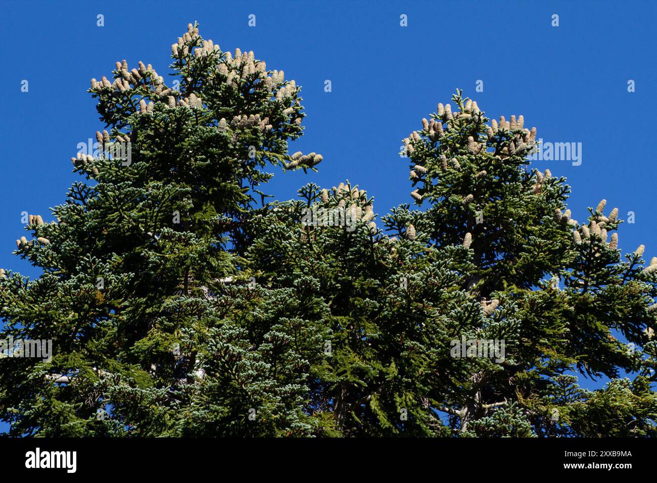 red fir (Abies magnifica) Plantae Stock Photo - Alamy
