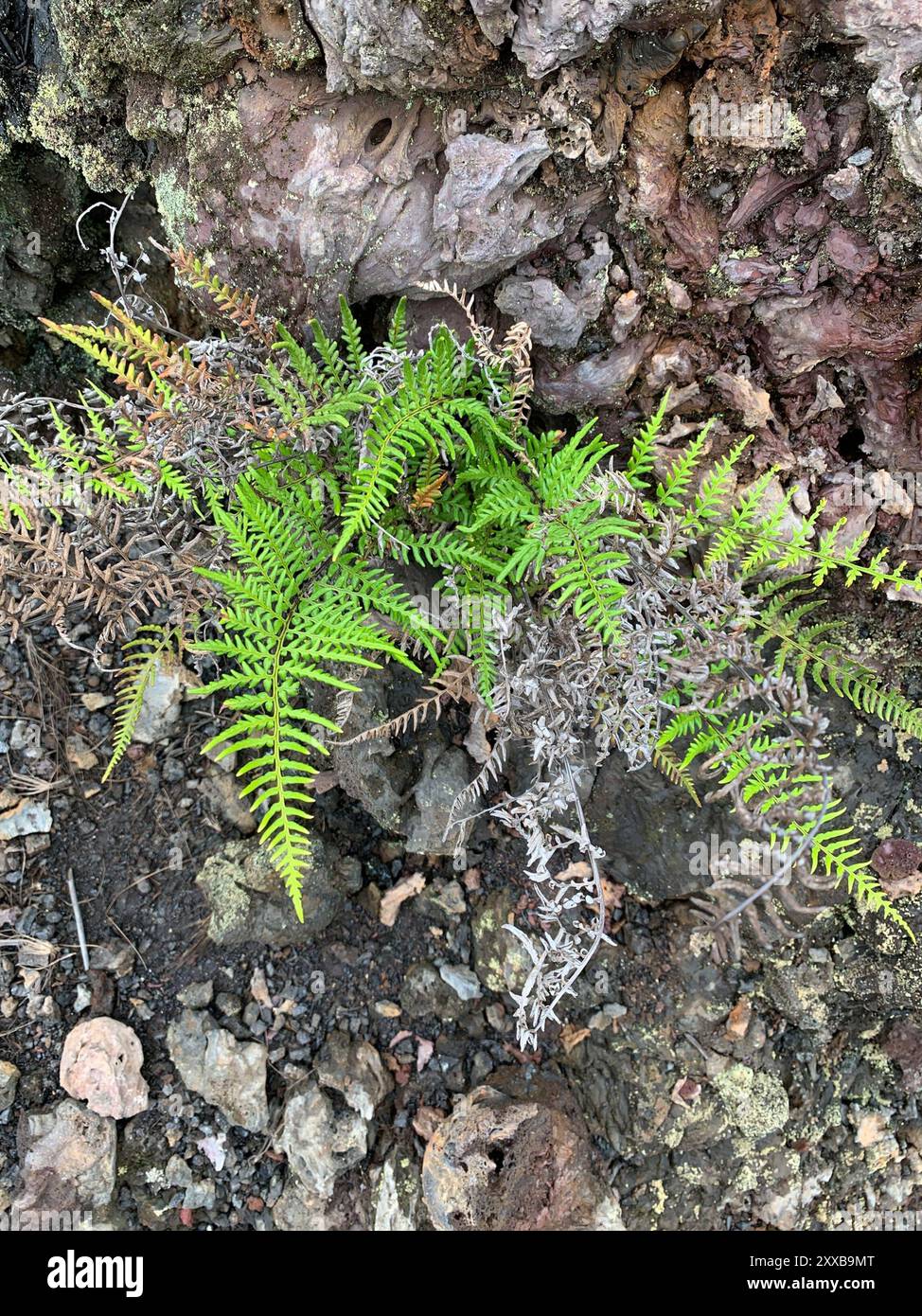 Silverback and Goldback Ferns (Pityrogramma) Plantae Stock Photo - Alamy