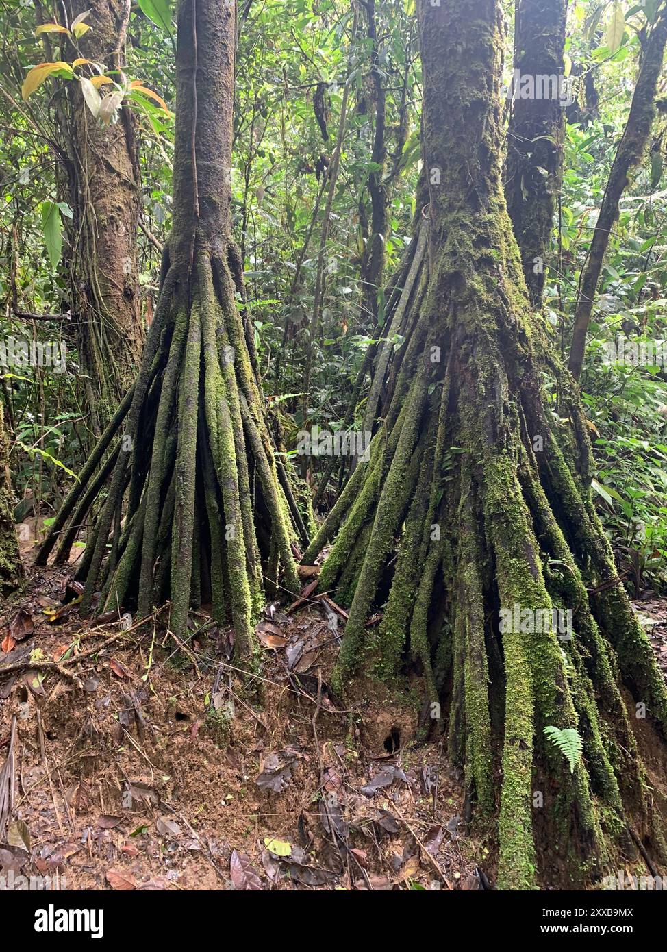 Iriartea deltoidea hi-res stock photography and images - Alamy