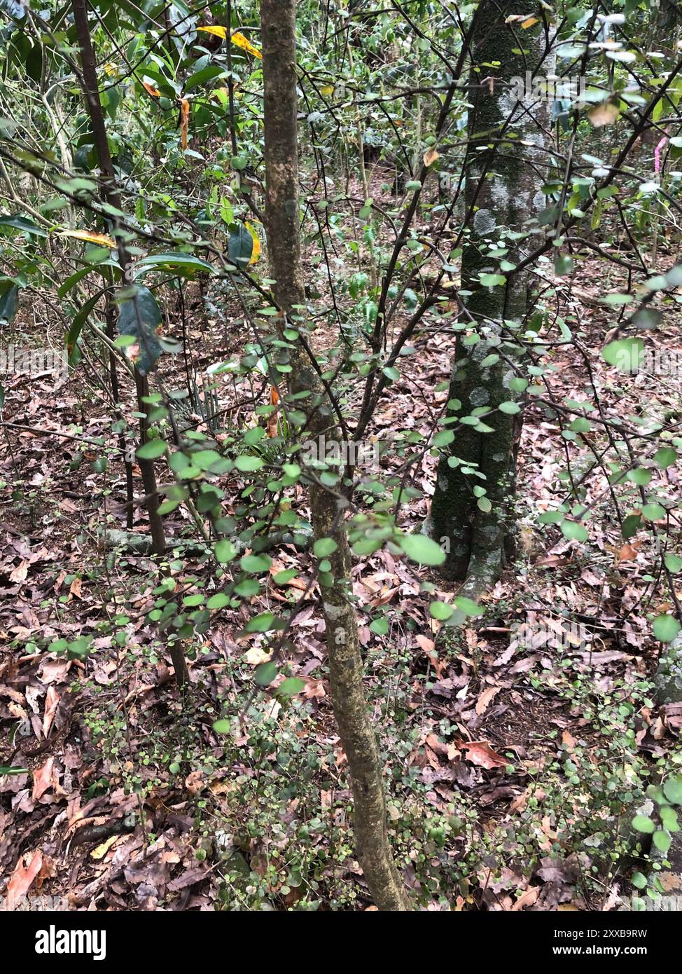 Poataniwha (Melicope simplex) Plantae Stock Photo - Alamy