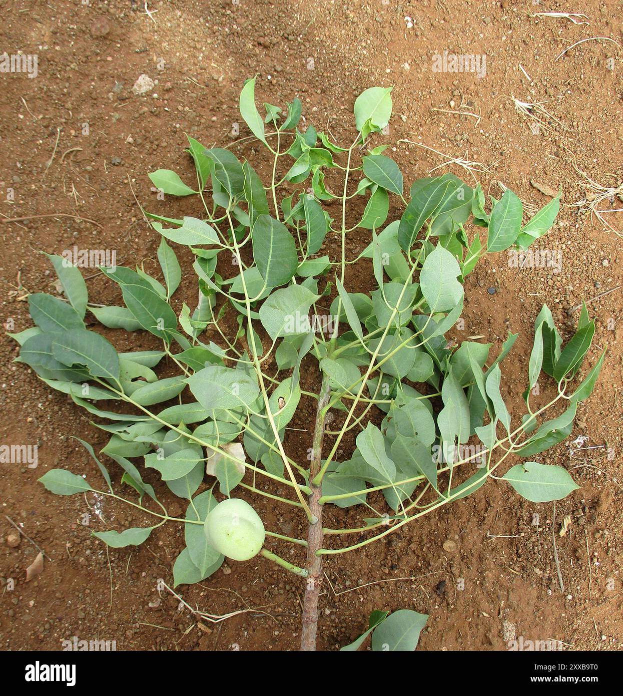 marula (Sclerocarya birrea) Plantae Stock Photo - Alamy