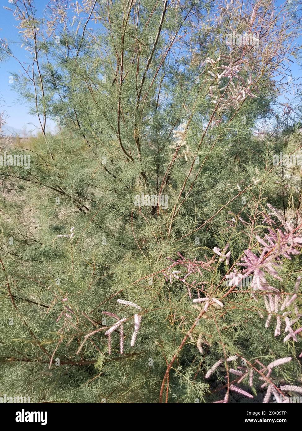 saltcedar (Tamarix ramosissima) Plantae Stock Photo - Alamy
