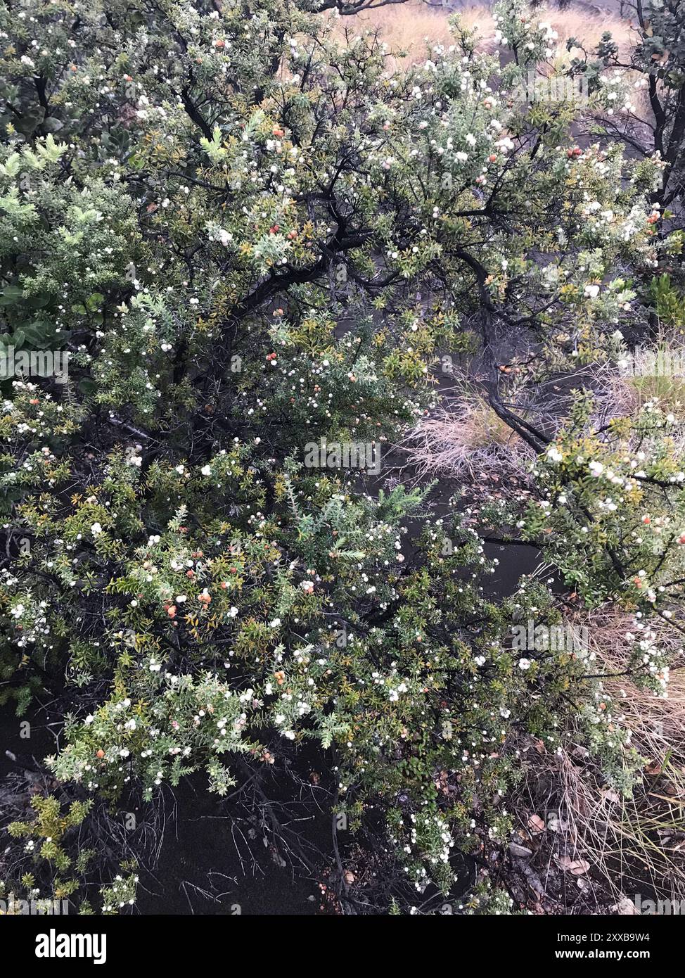Pūkiawe (Leptecophylla tameiameiae) Plantae Stock Photo - Alamy