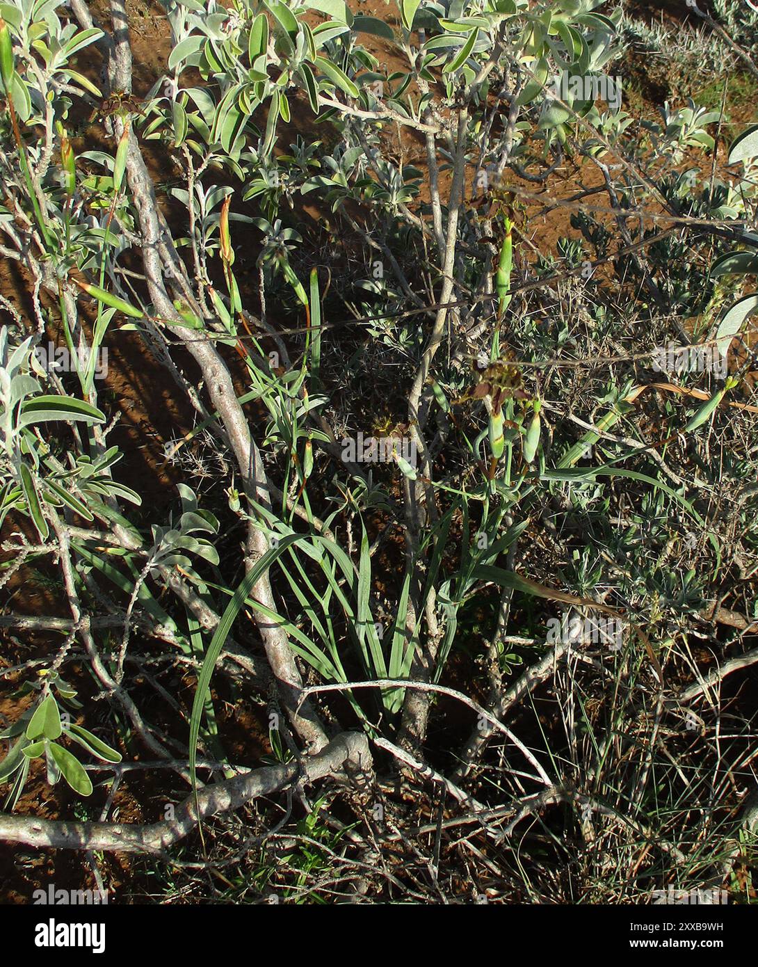 Kalahari Spiderlily (Ferraria glutinosa) Plantae Stock Photo - Alamy