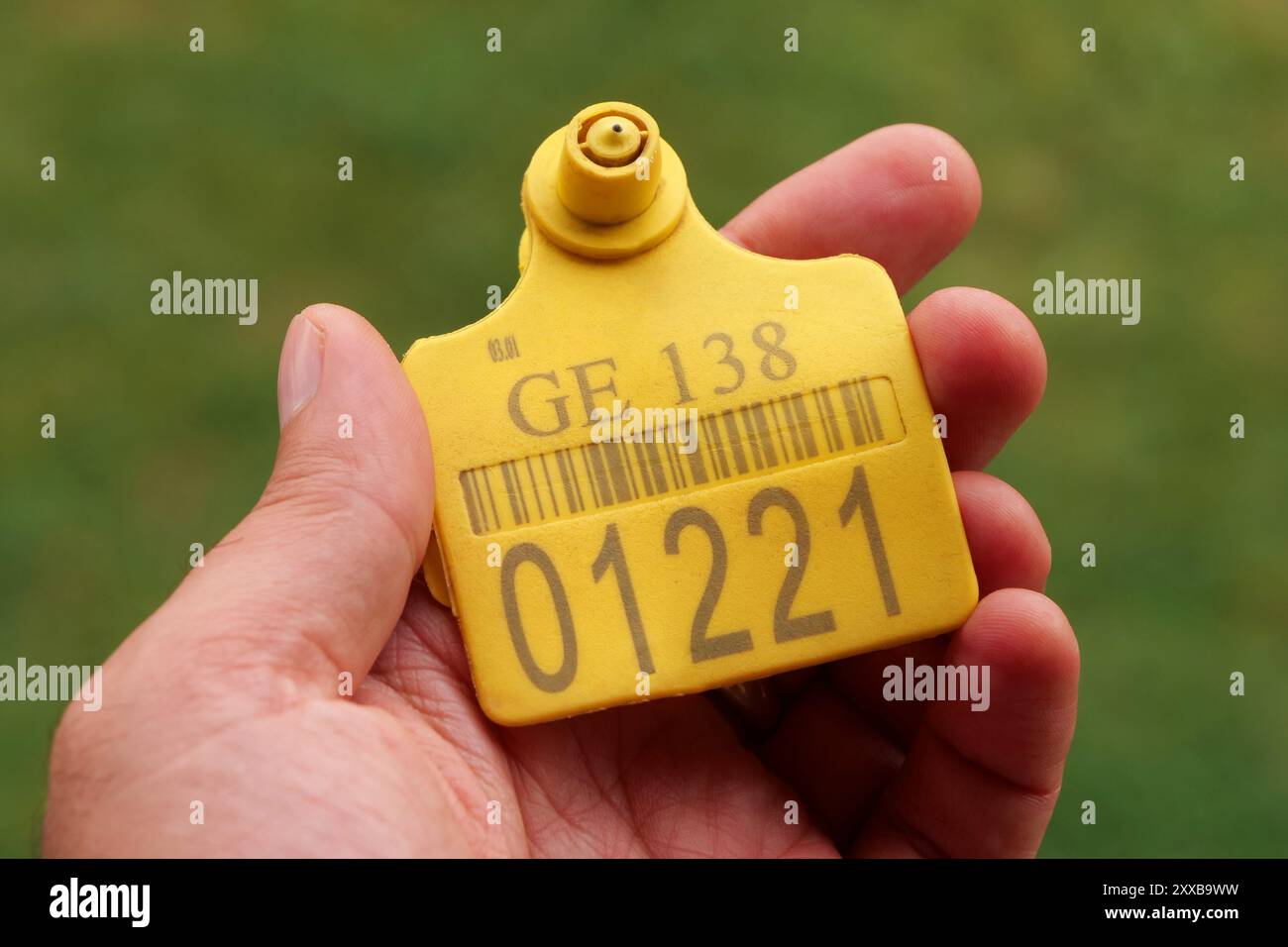 Hand holding a yellow cow ear tag marked with the identification number ...