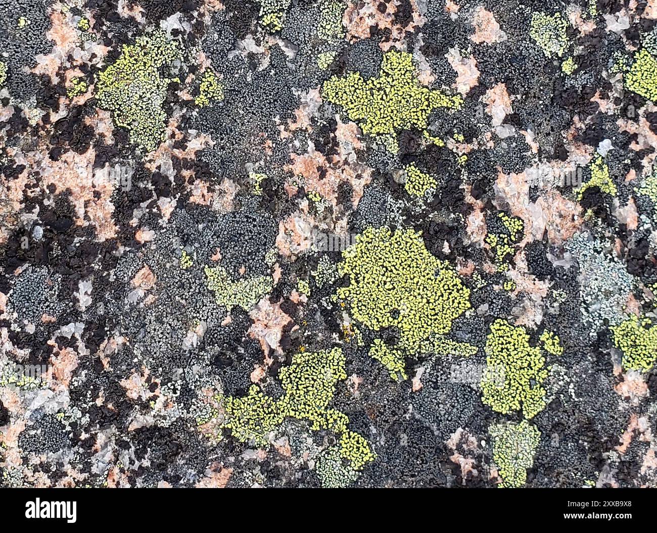 yellow map lichen (Rhizocarpon geographicum) Fungi Stock Photo - Alamy