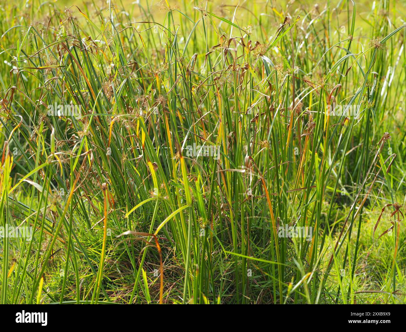 Short-leaved Malacea Galingale (Cyperus malaccensis monophyllus ...