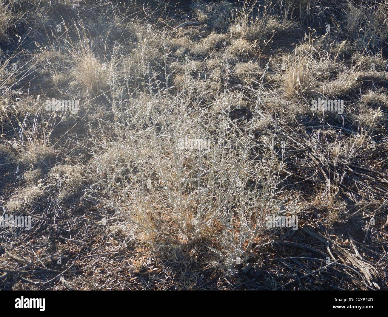 vascular plants (Tracheophyta) Plantae Stock Photo - Alamy