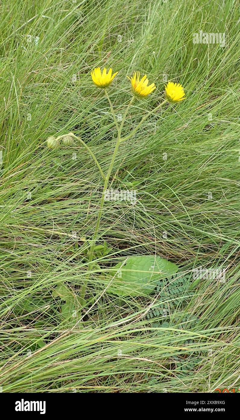 Pretty African Thistle (Berkheya speciosa) Plantae Stock Photo - Alamy