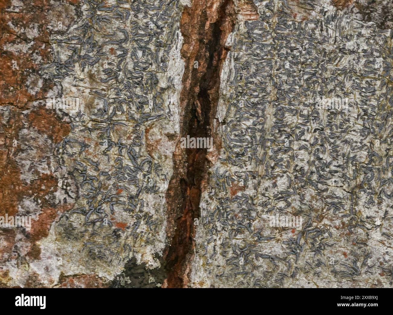 Common Script Lichen (Graphis scripta) Fungi Stock Photo - Alamy