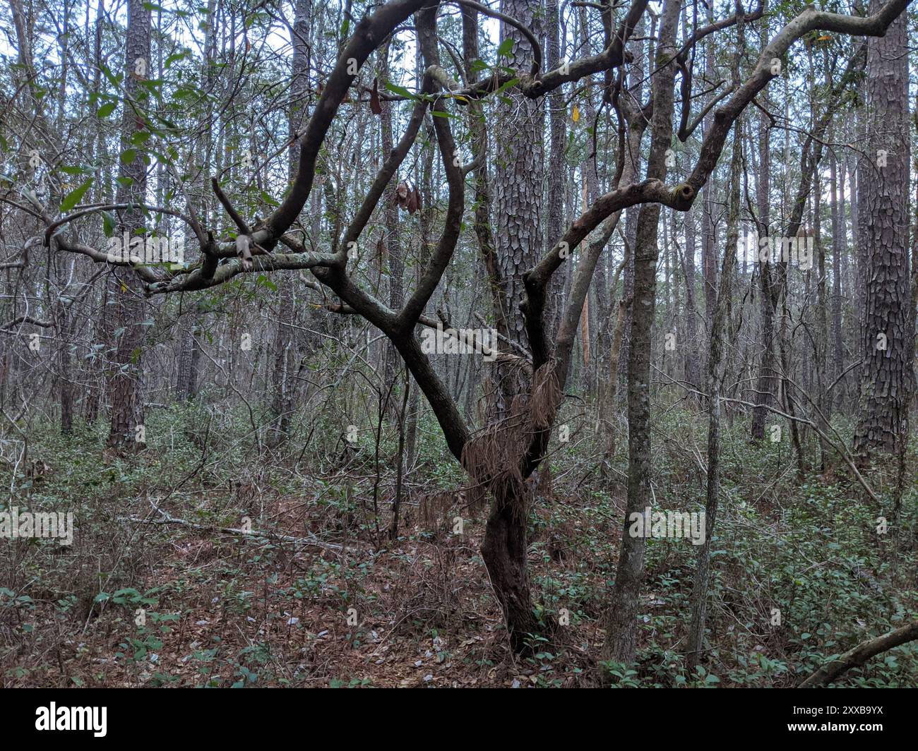Swamp titi (Cyrilla racemiflora) Plantae Stock Photo - Alamy