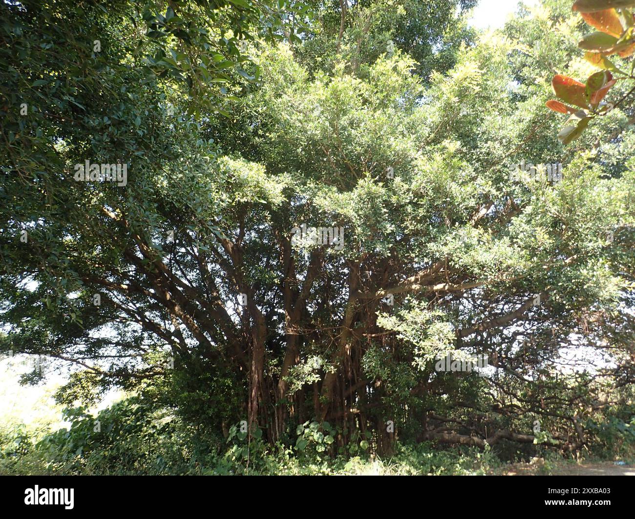 Chinese banyan (Ficus microcarpa) Plantae Stock Photo - Alamy