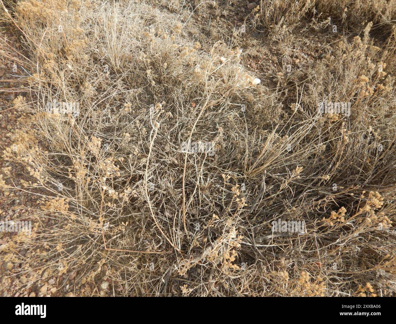 vascular plants (Tracheophyta) Plantae Stock Photo - Alamy