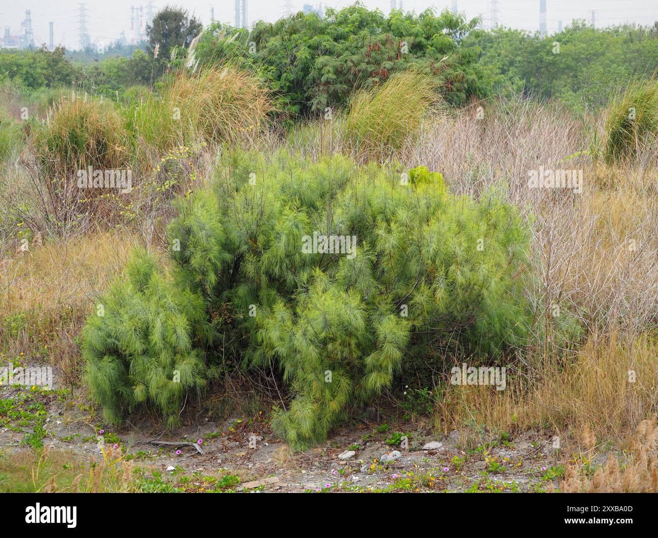 athel tamarisk (Tamarix aphylla) Plantae Stock Photo - Alamy