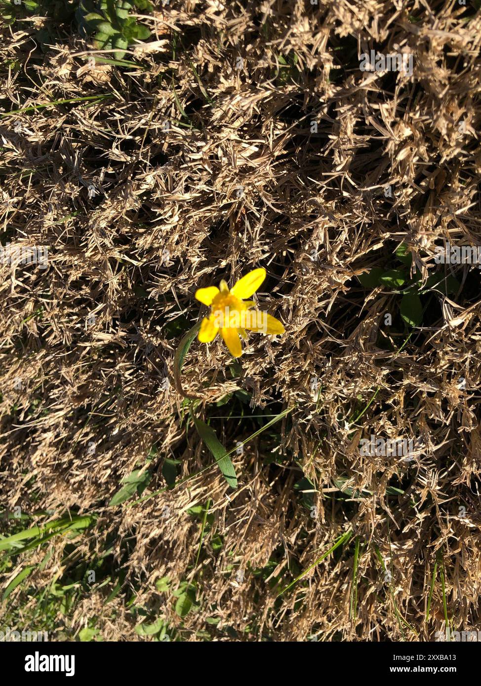 Early Buttercup (Ranunculus fascicularis) Plantae Stock Photo - Alamy