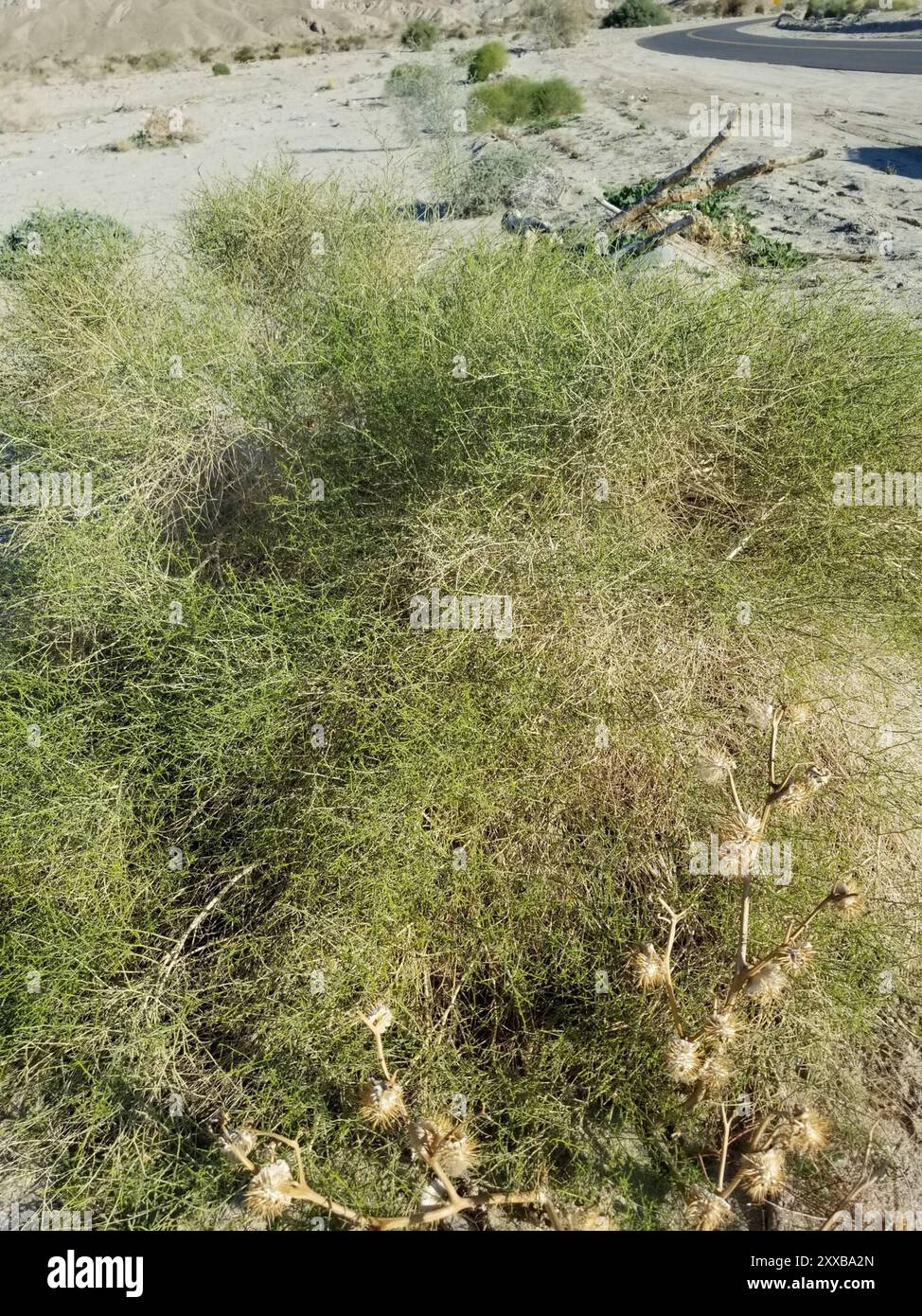 Cheesebush (Ambrosia salsola) Plantae Stock Photo - Alamy