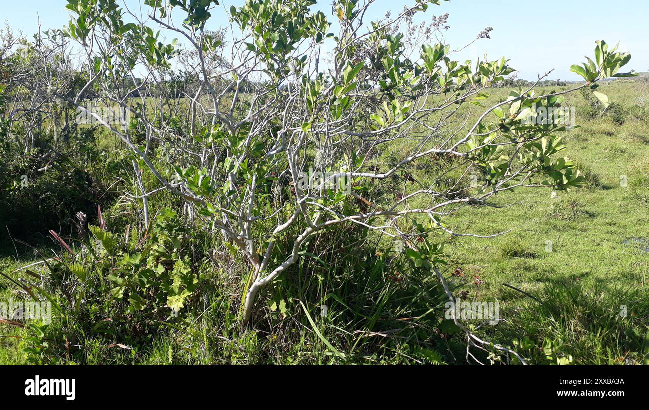 Brazilian Guava (Psidium guineense) Plantae Stock Photo - Alamy