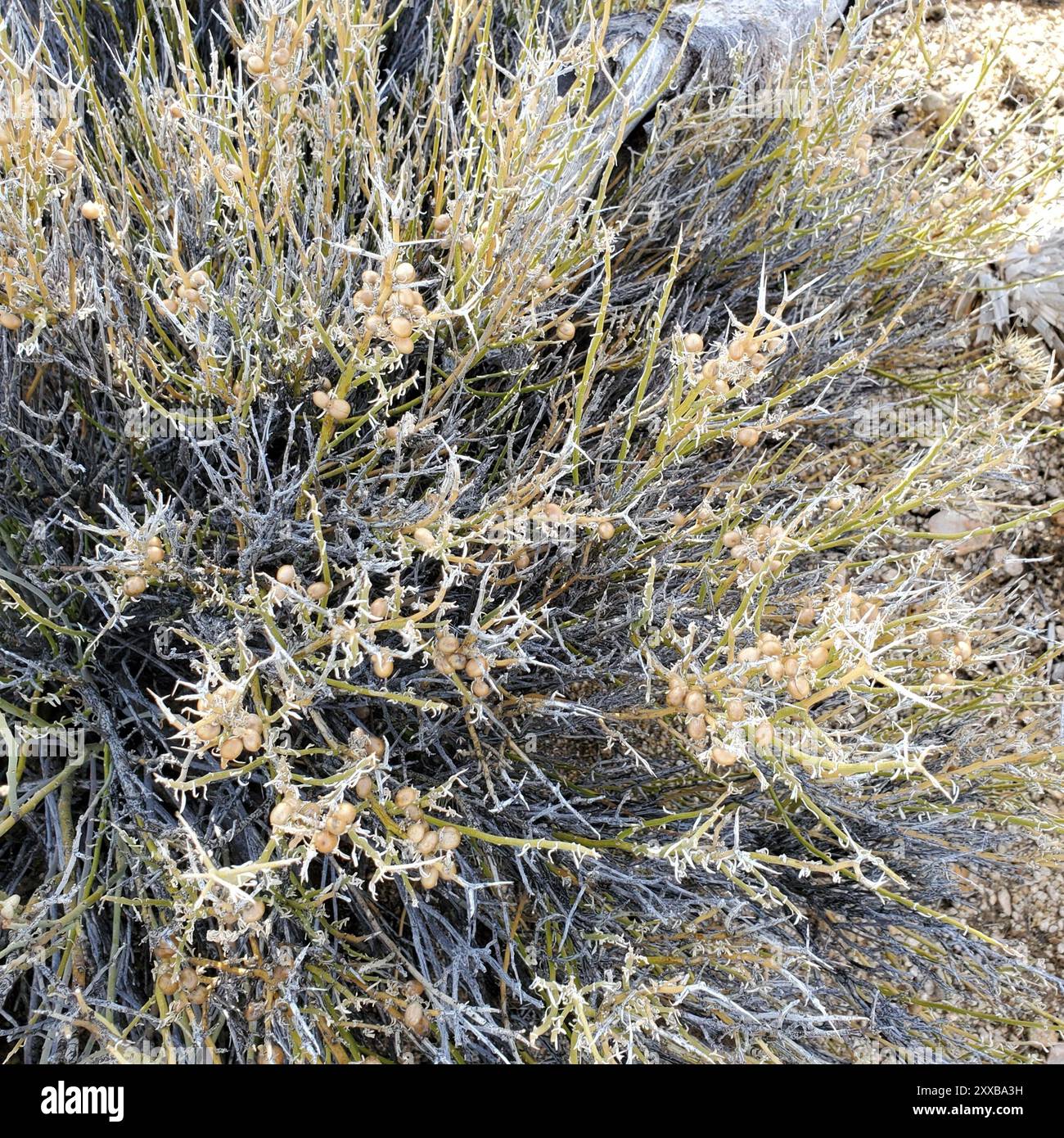 Spiny Menodora (Menodora spinescens) Plantae Stock Photo - Alamy