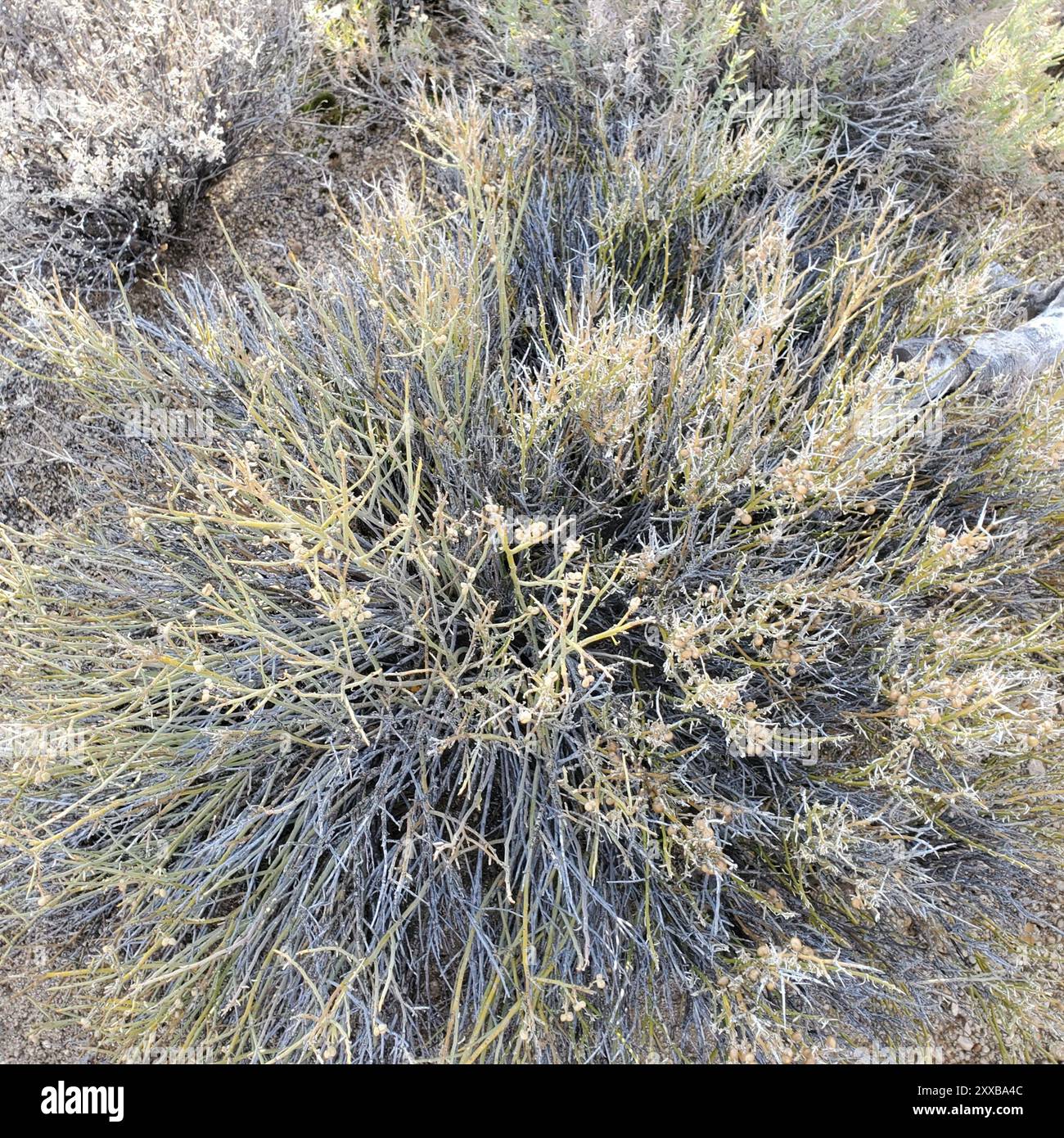 Spiny Menodora (Menodora spinescens) Plantae Stock Photo - Alamy