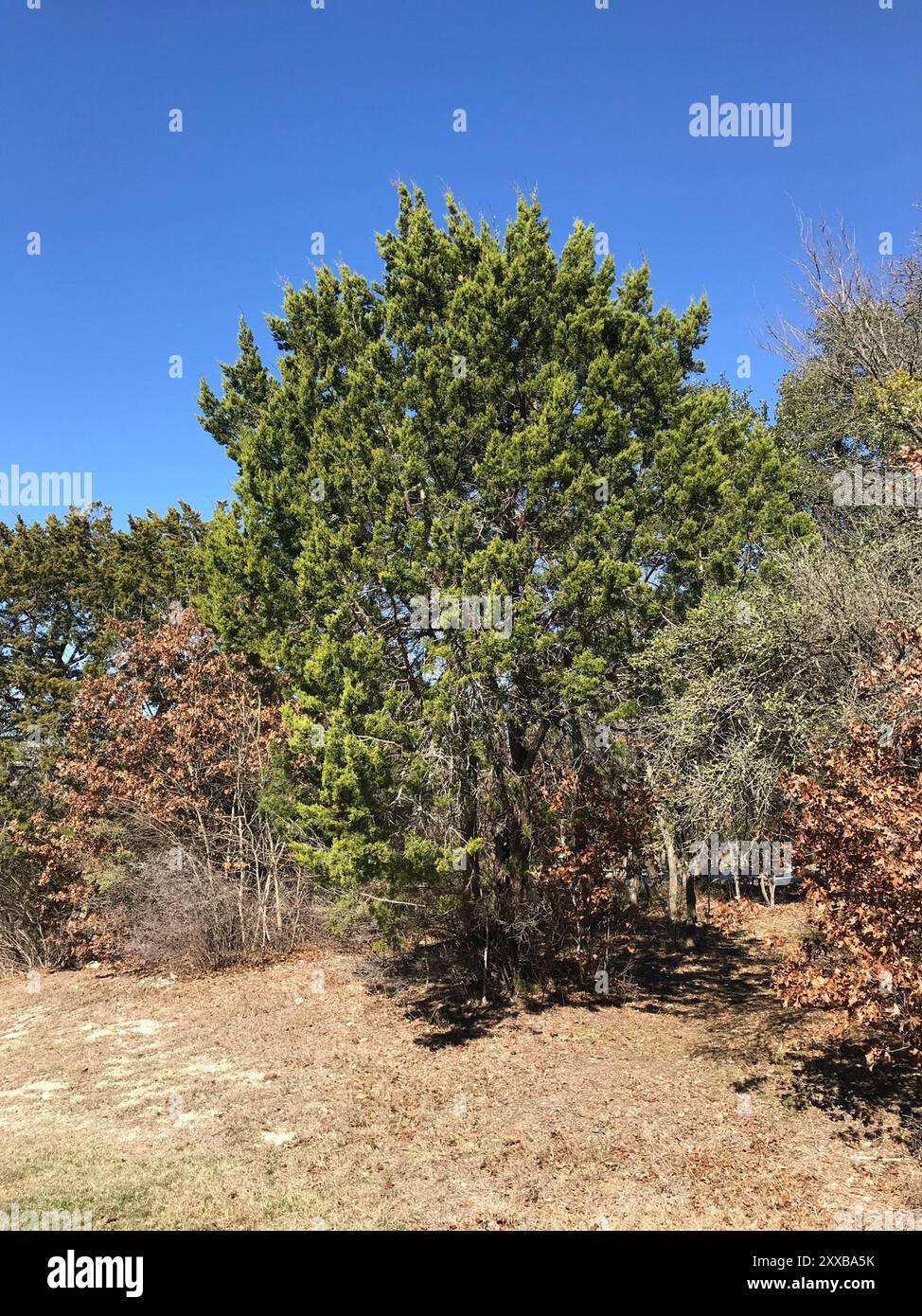 Ashe juniper (Juniperus ashei) Plantae Stock Photo - Alamy