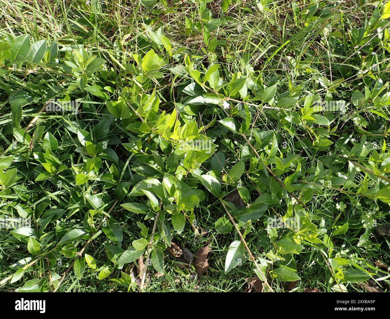 scrambling clerodendrum (Volkameria inermis) Plantae Stock Photo - Alamy