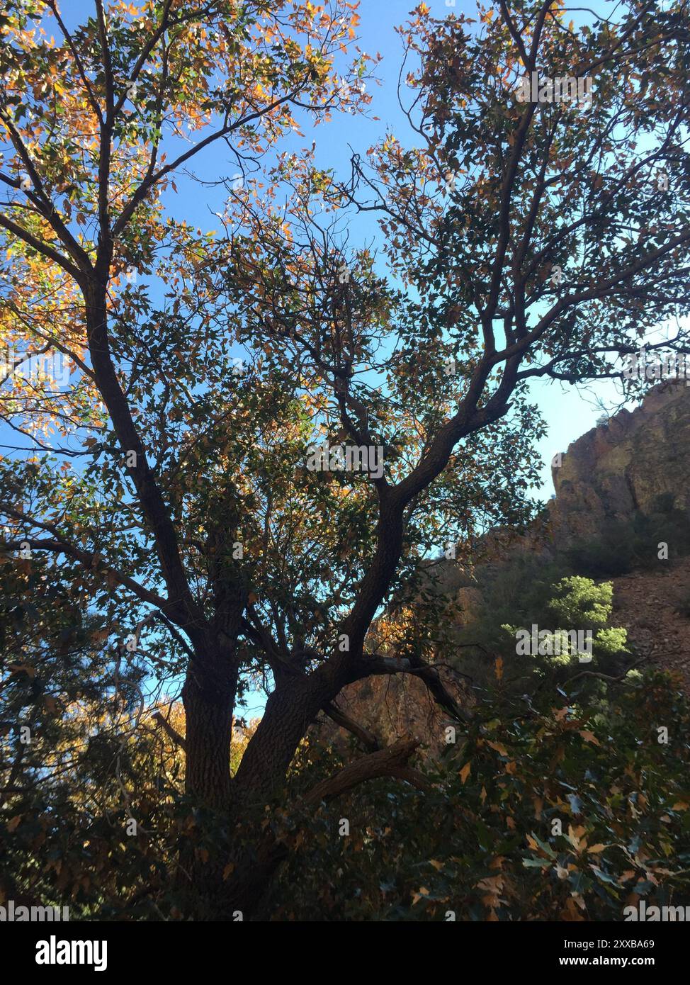 Chisos Red Oak (Quercus gravesii) Plantae Stock Photo - Alamy
