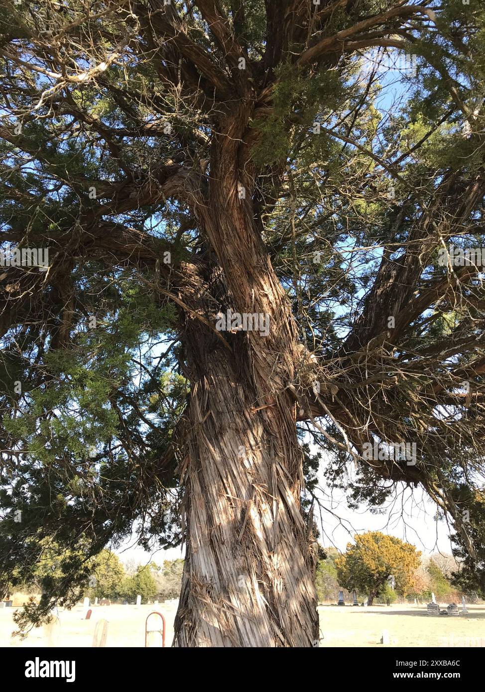Ashe juniper (Juniperus ashei) Plantae Stock Photo - Alamy