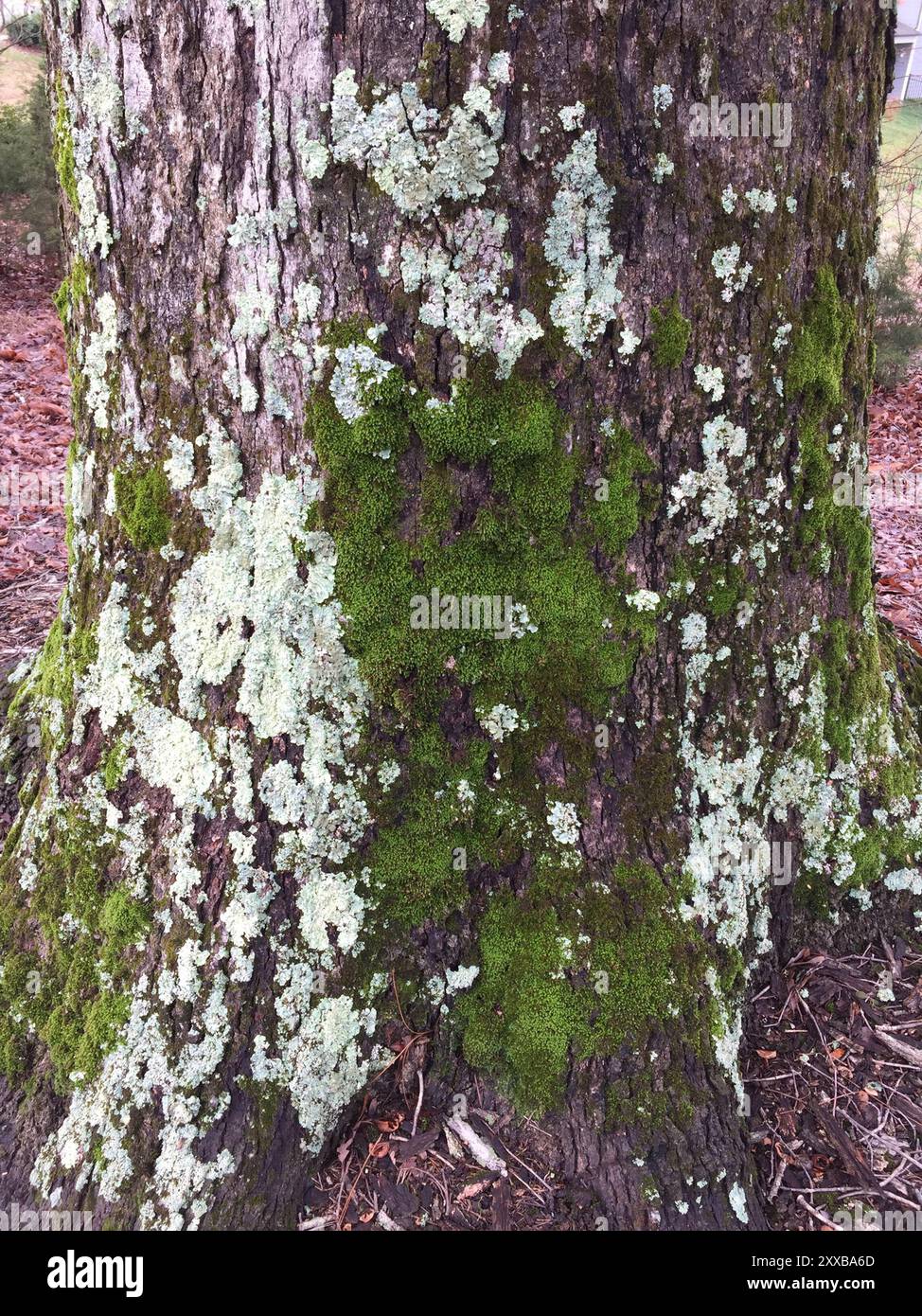 smooth hook moss (Leucodon julaceus) Plantae Stock Photo - Alamy