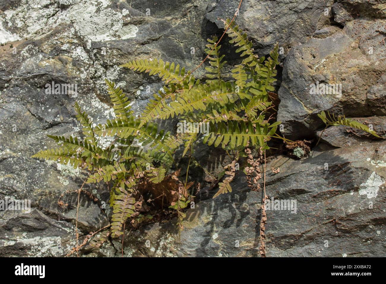 rock polypody (Polypodium virginianum) Plantae Stock Photo - Alamy