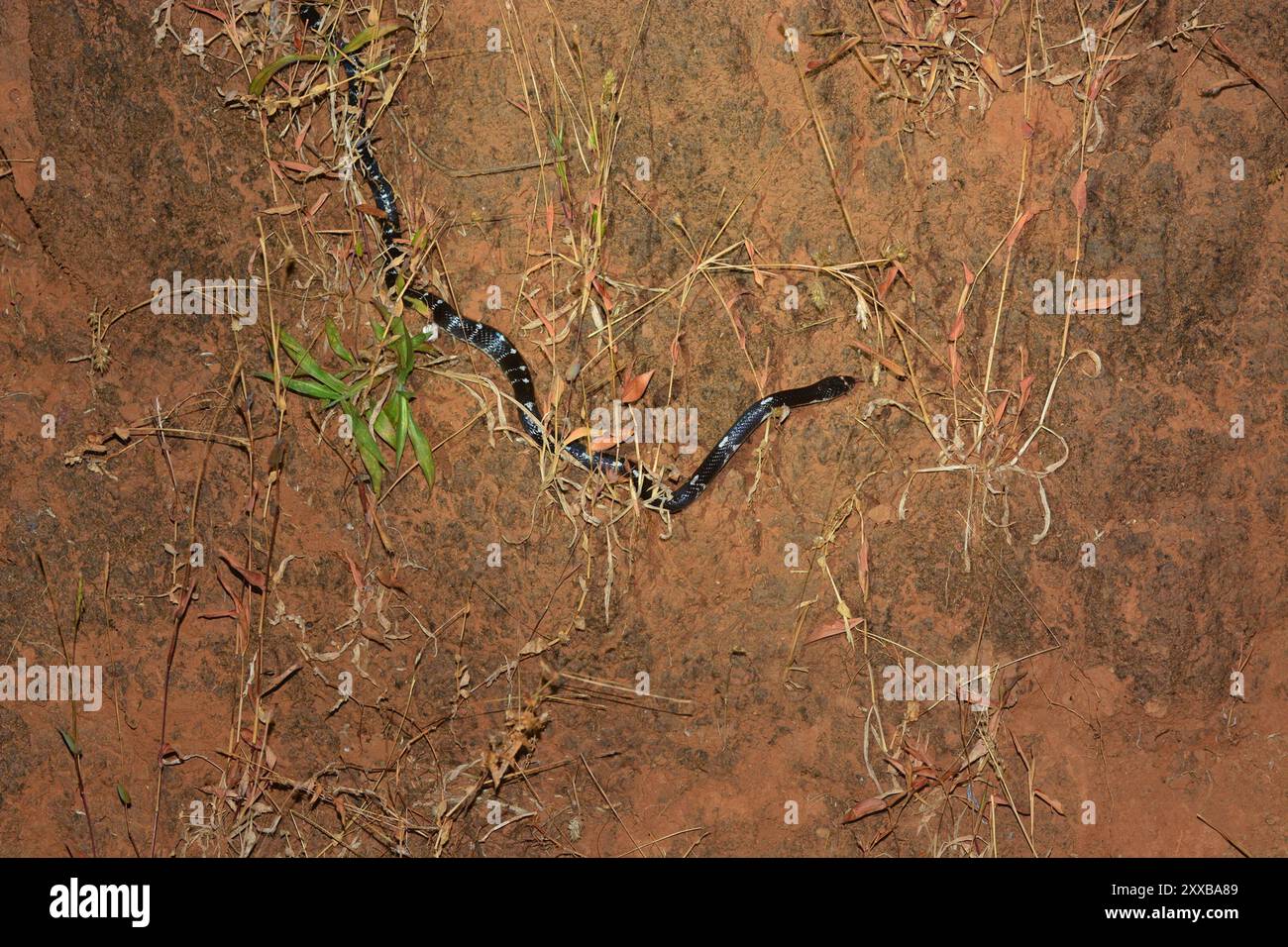 Common Krait (Bungarus caeruleus) Reptilia Stock Photo - Alamy