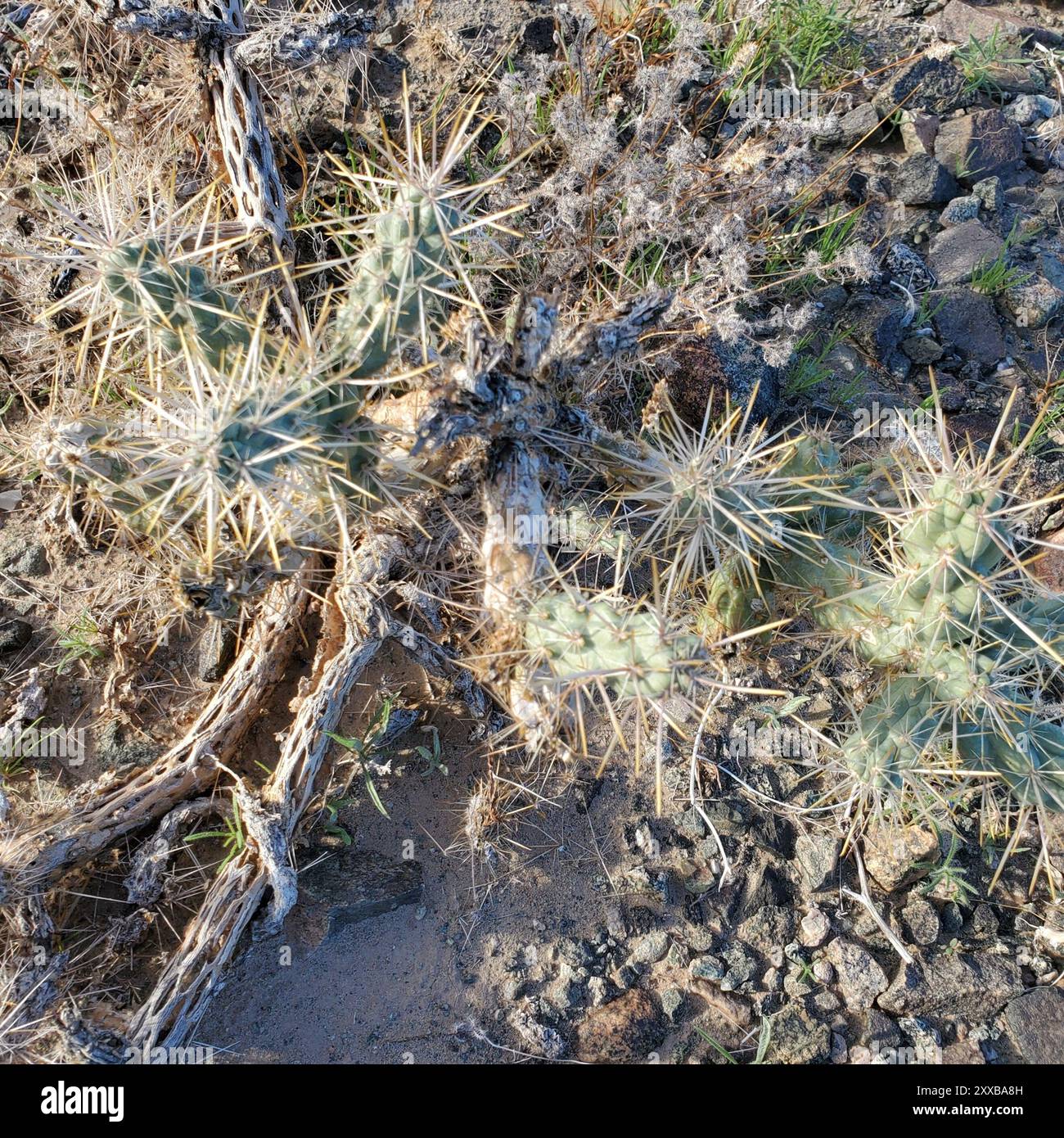 Silver Cholla (Cylindropuntia echinocarpa) Plantae Stock Photo - Alamy