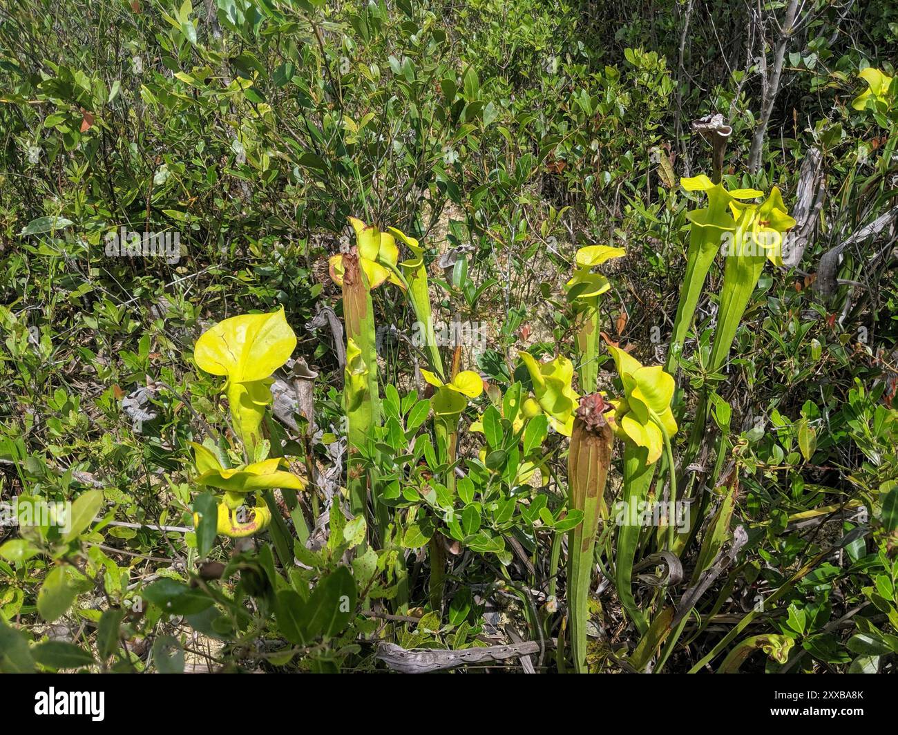 yellow pitcher plant (Sarracenia flava) Plantae Stock Photo - Alamy