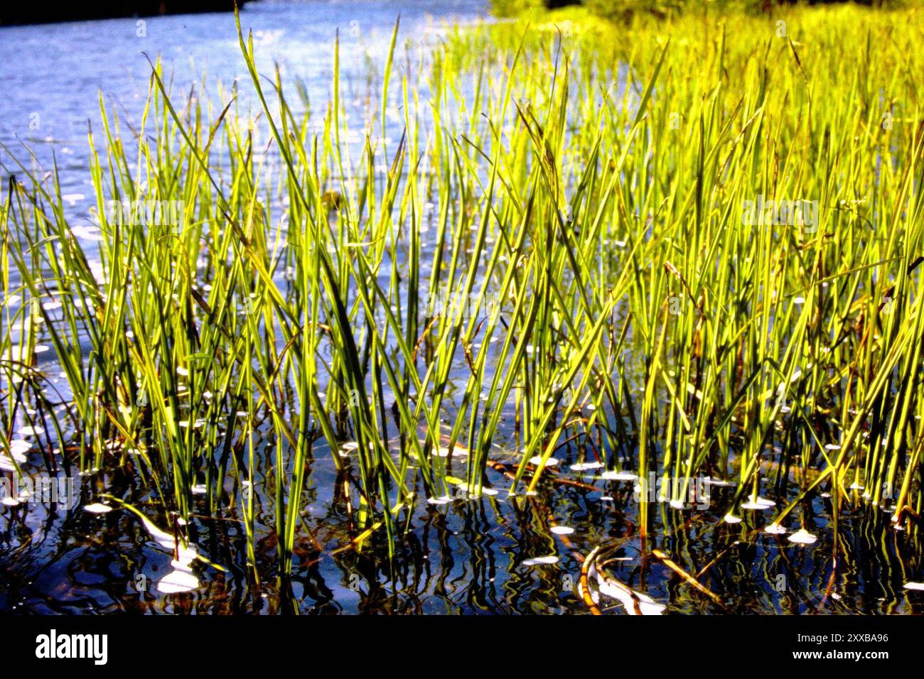 big bur-reed (Sparganium eurycarpum) Plantae Stock Photo - Alamy