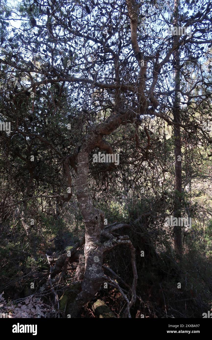 Silver Banksia (Banksia marginata) Plantae Stock Photo - Alamy