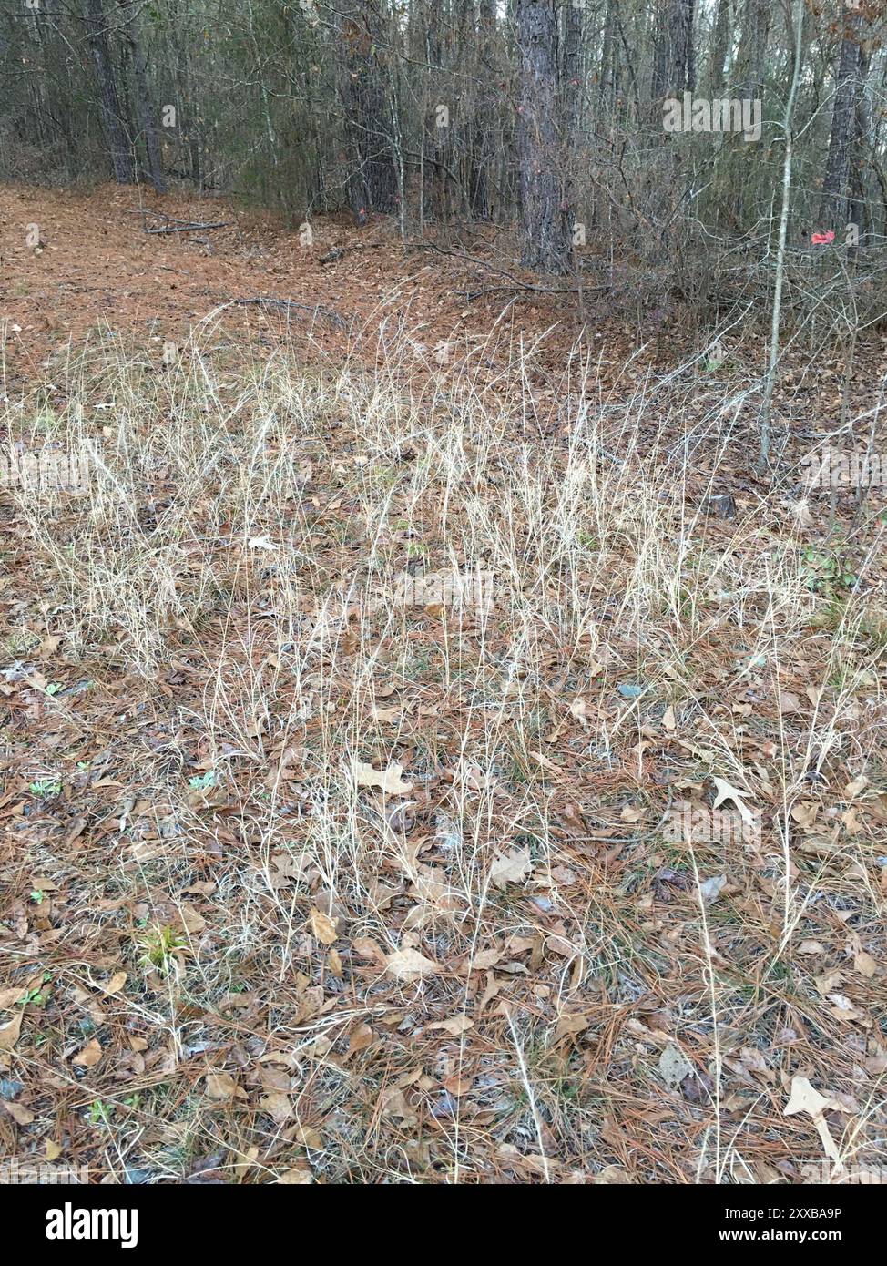 Seaside Threeawn (Aristida tuberculosa) Plantae Stock Photo - Alamy